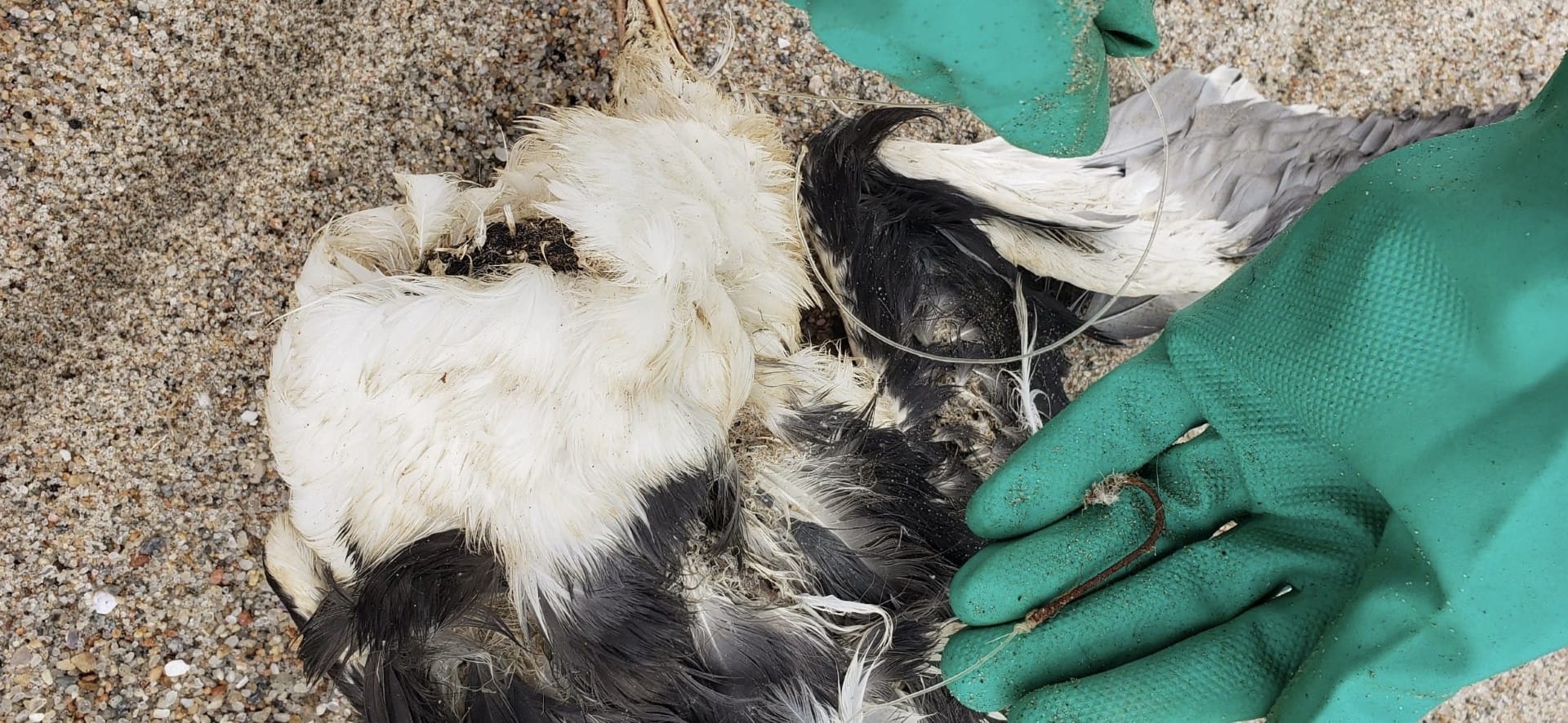 A Plastic Ocean: A Growing Threat to Our Coastlines - Namibian Youth ...